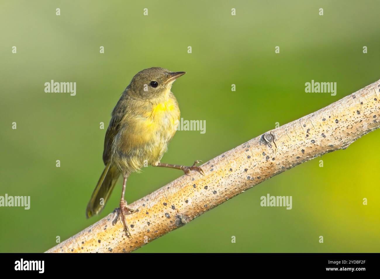 Songbird passeriformes passerine hi-res stock photography and images ...