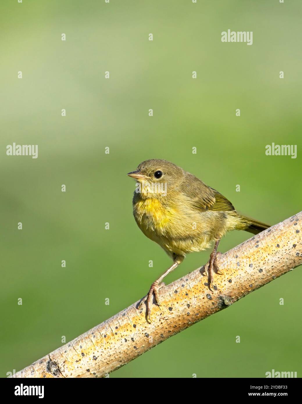 Passerine branch hi-res stock photography and images - Alamy