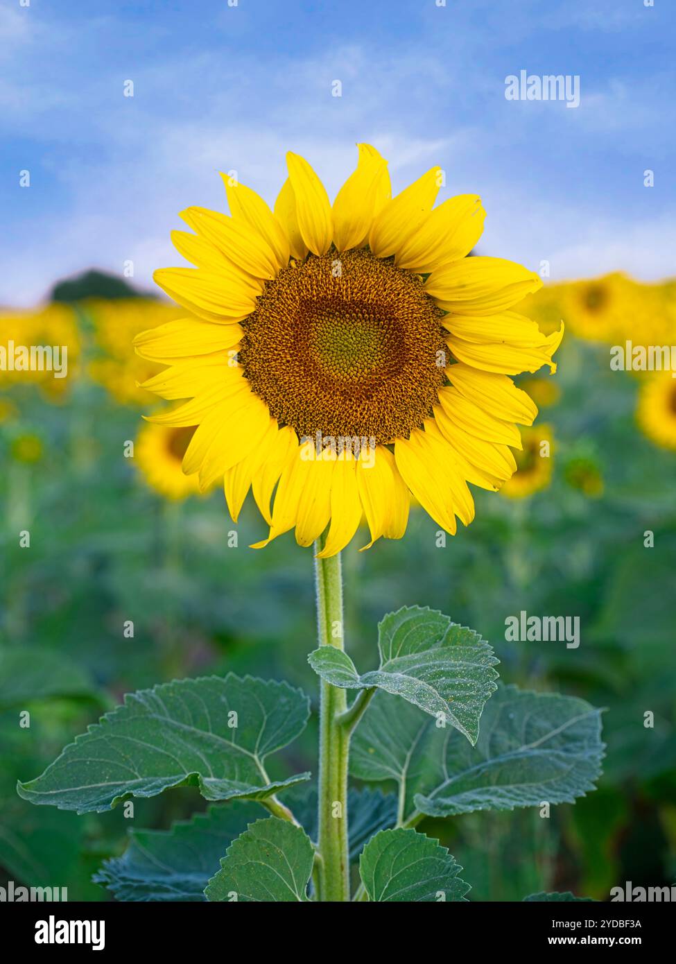 Close up sunny sunflower hi-res stock photography and images - Alamy