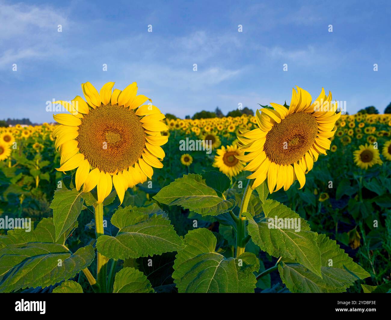 Sunflowers in morning summer field hi-res stock photography and images ...