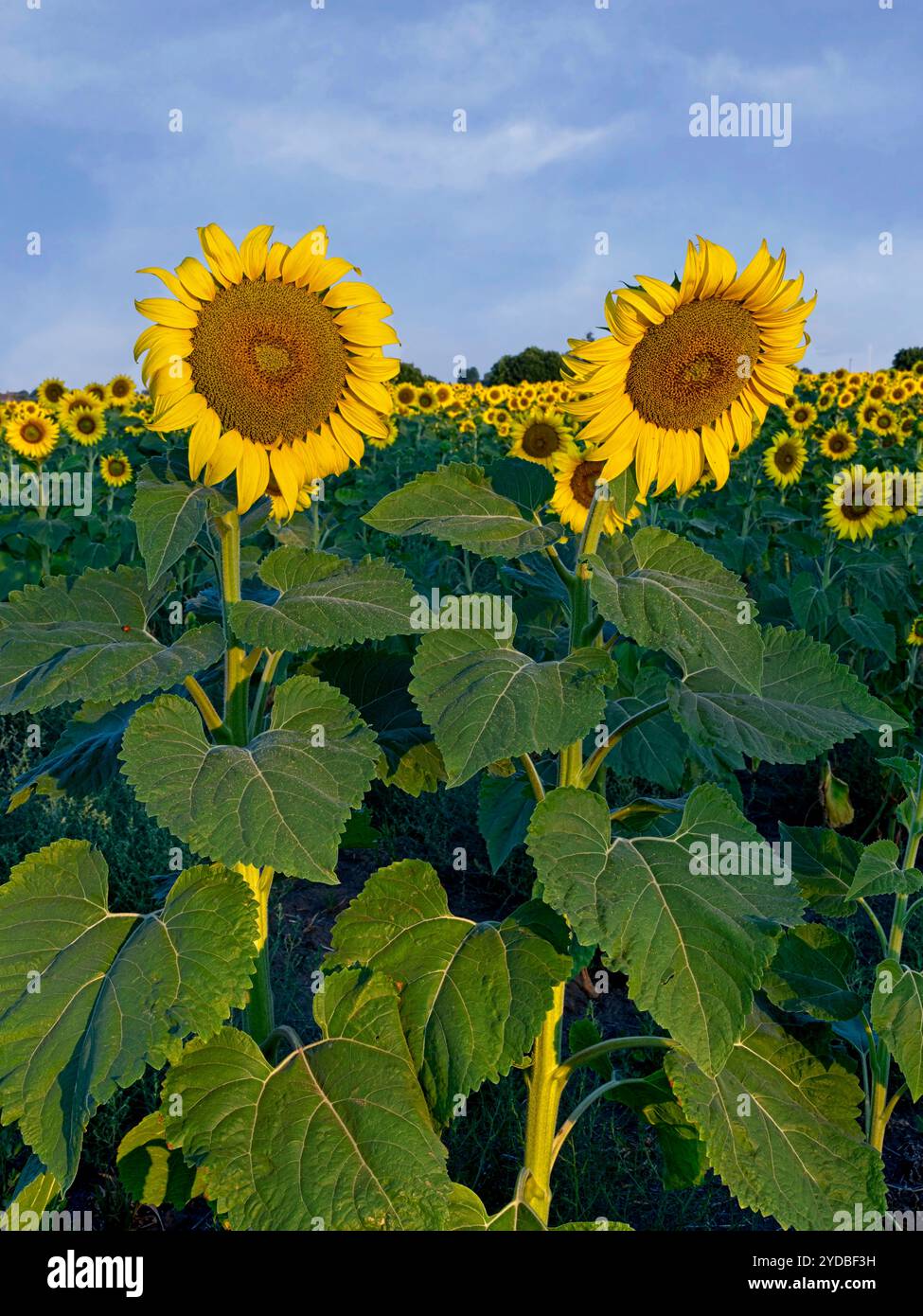 Sunflowers in morning summer field hi-res stock photography and images ...