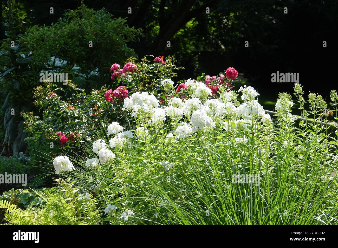Phlox paniculata, panicled phlox Stock Photo - Alamy