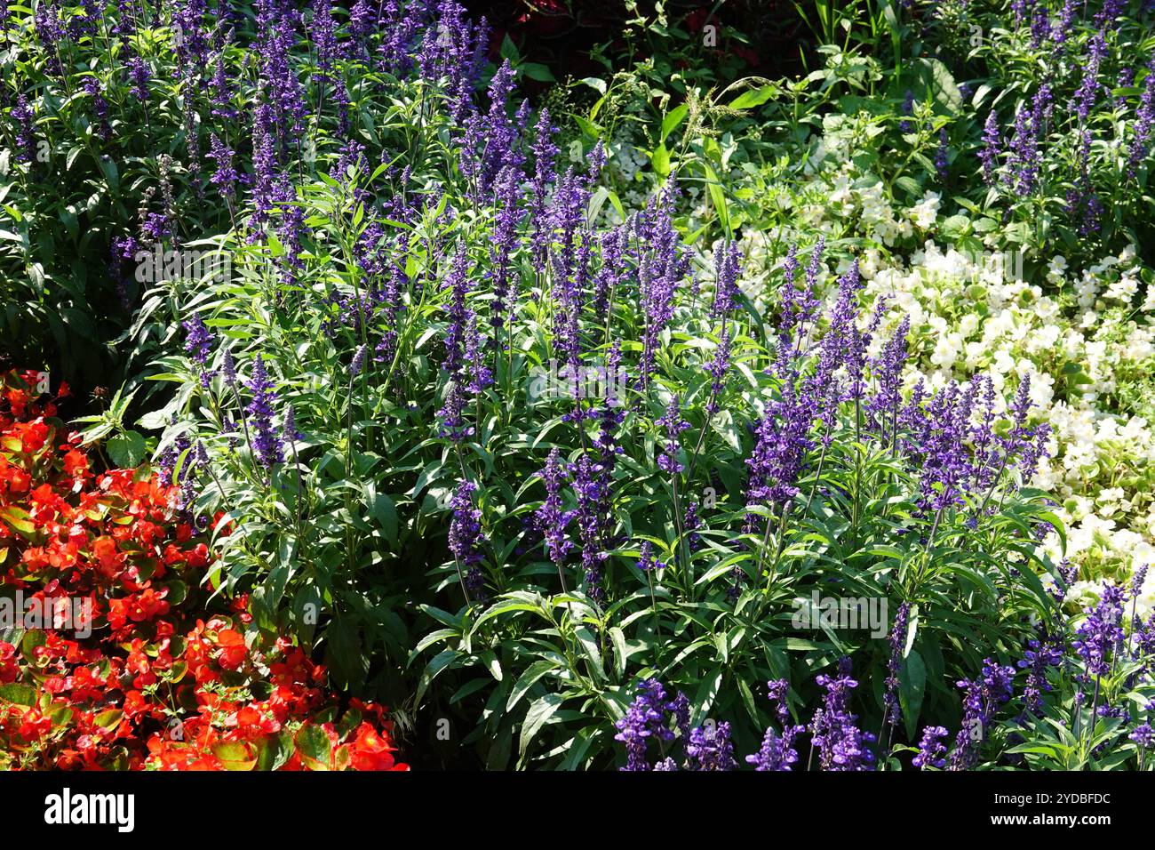 Salvia farinacea, mealy sage Stock Photo - Alamy