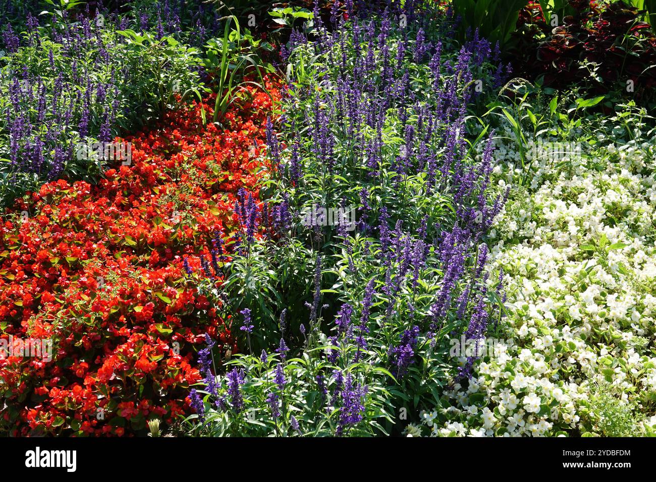 Salvia farinacea, mealy sage Stock Photo - Alamy