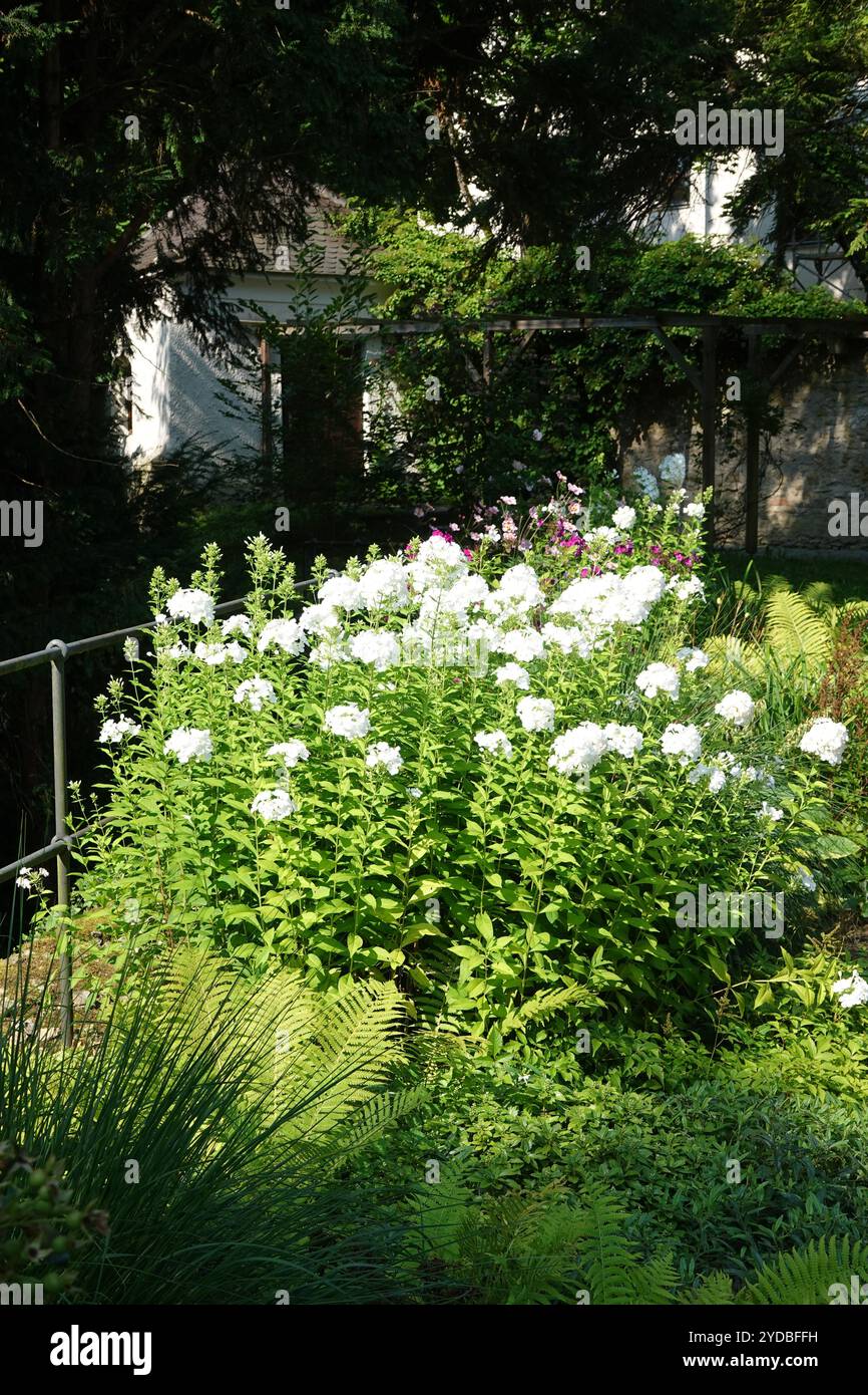 Phlox paniculata, panicled phlox Stock Photo - Alamy
