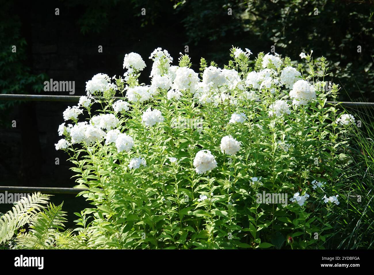 Phlox paniculata, panicled phlox Stock Photo - Alamy