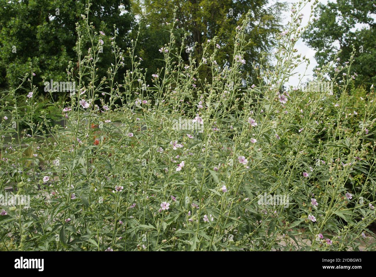 Althaea cannabina, hempleaved hollyhock Stock Photo - Alamy