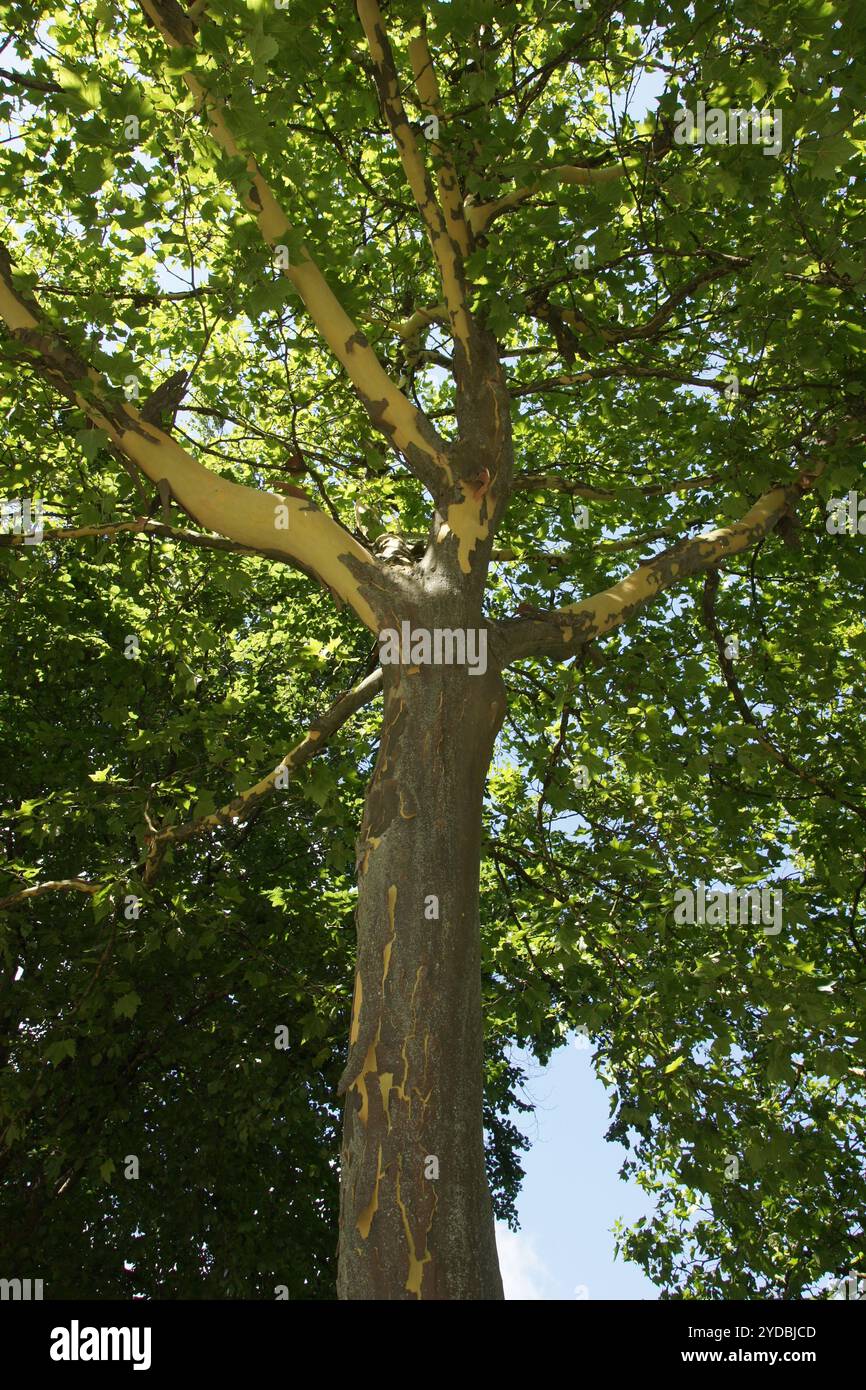 Platanus acerifolia, plane tree Stock Photo - Alamy