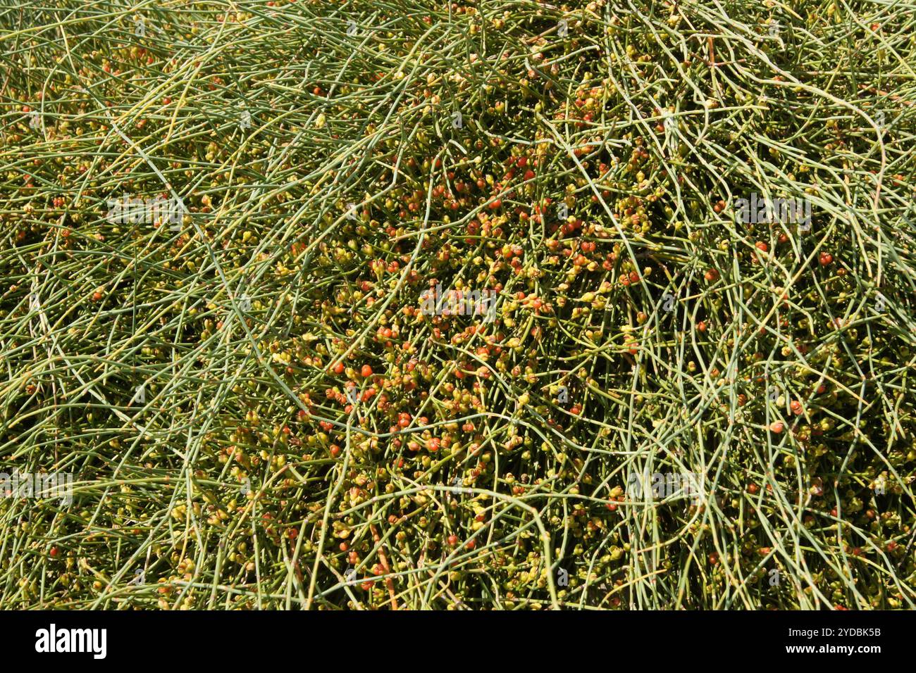 Ephedra flower hi-res stock photography and images - Alamy