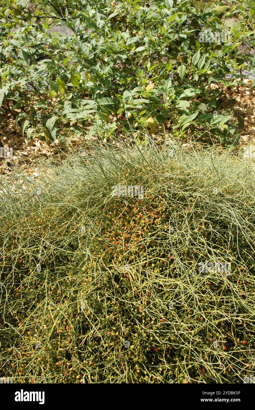 Ephedra flower hi-res stock photography and images - Alamy