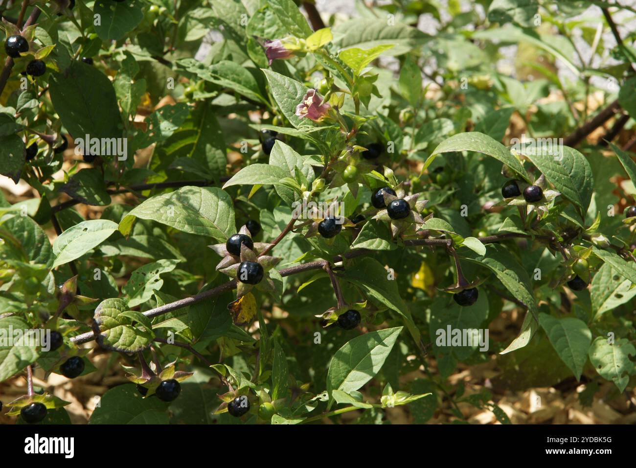 Belladonna flowers hi-res stock photography and images - Alamy