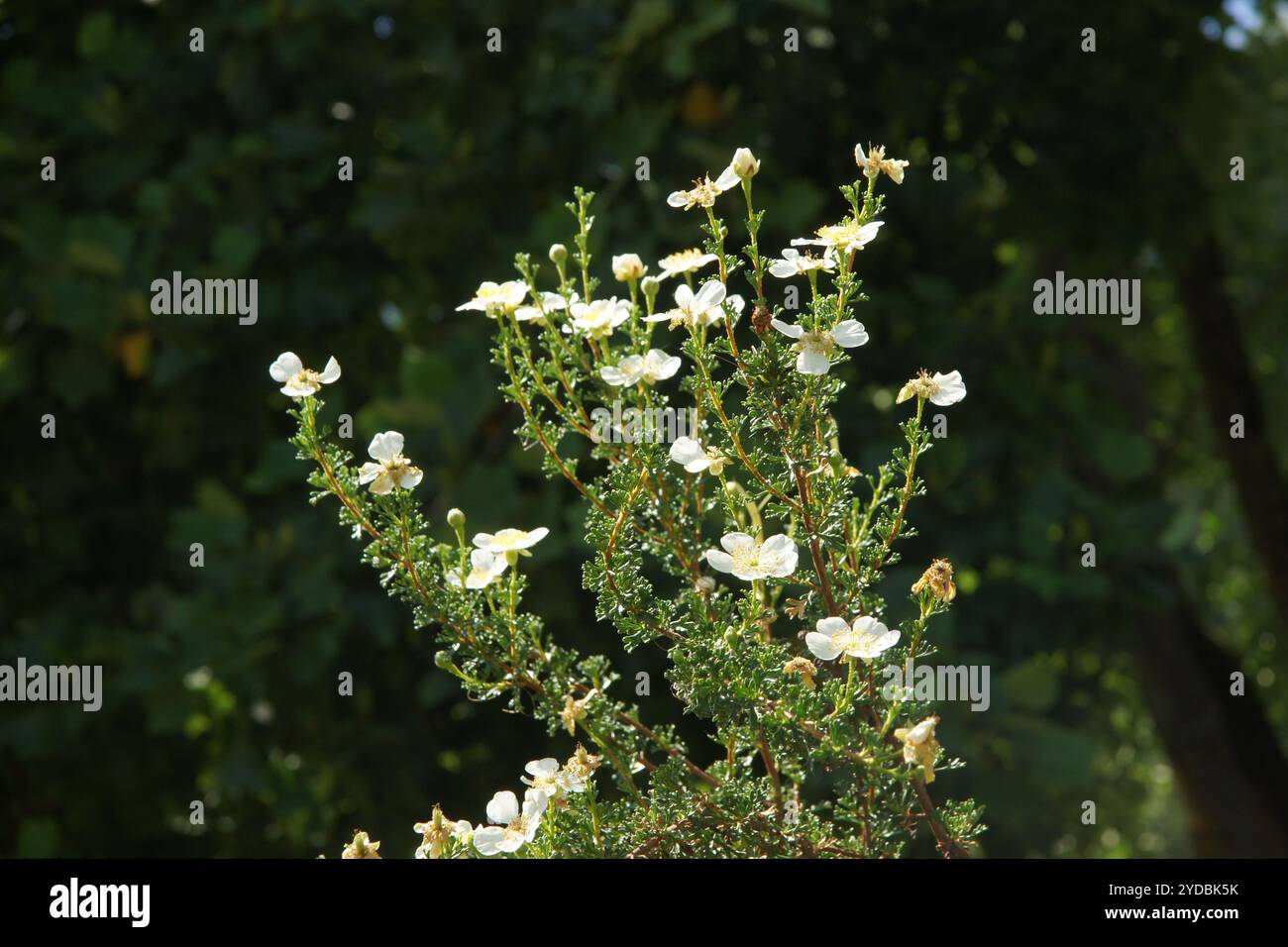 Purshia mexicana, Mexican cliffrose Stock Photo - Alamy