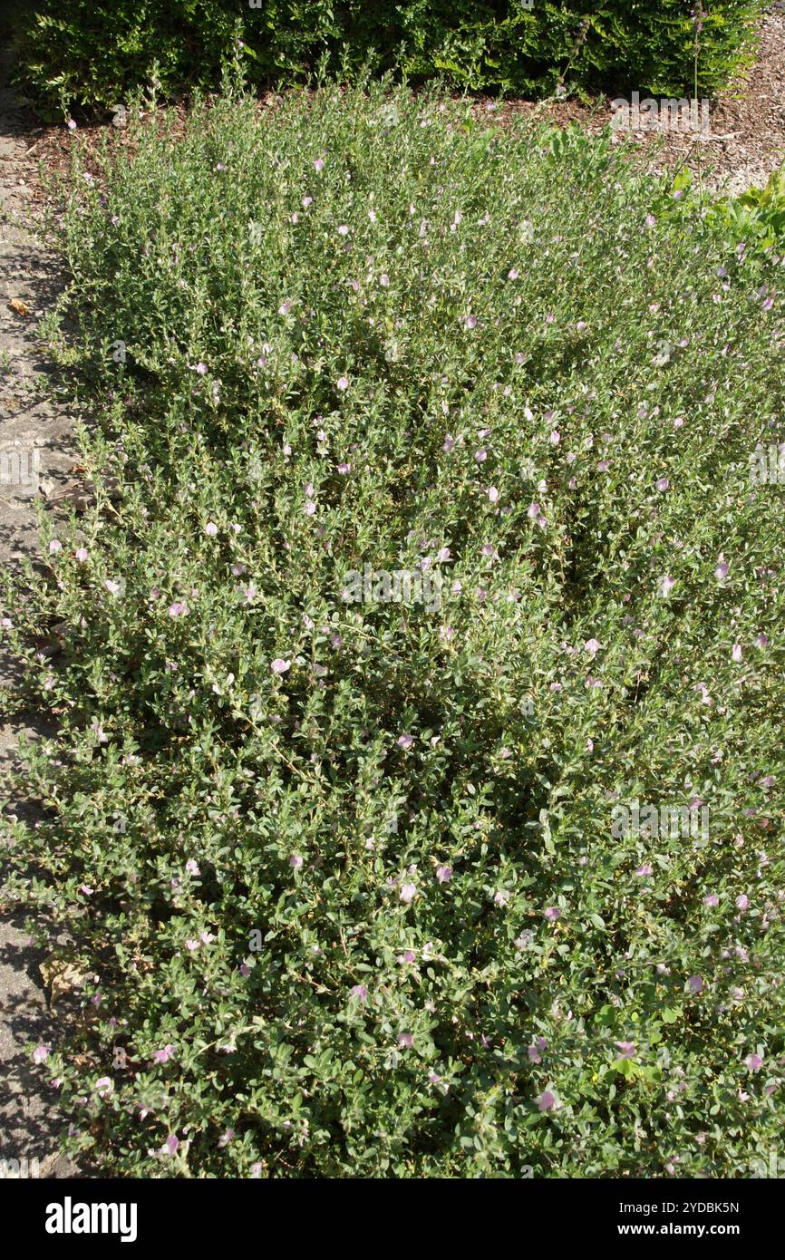 Restharrow flower hi-res stock photography and images - Alamy