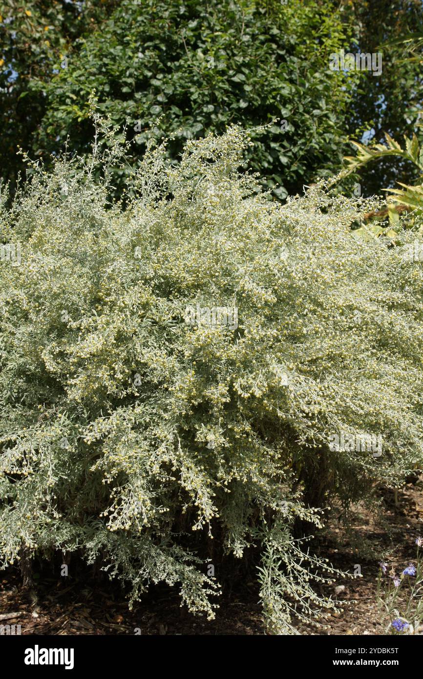 Artemisia absinthium, wormwood Stock Photo - Alamy