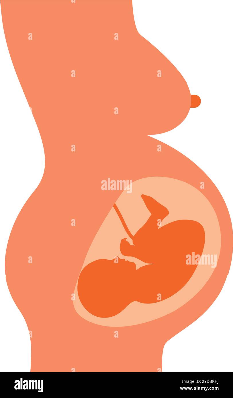 Embryo silhouette in woman Stock Vector Images - Alamy