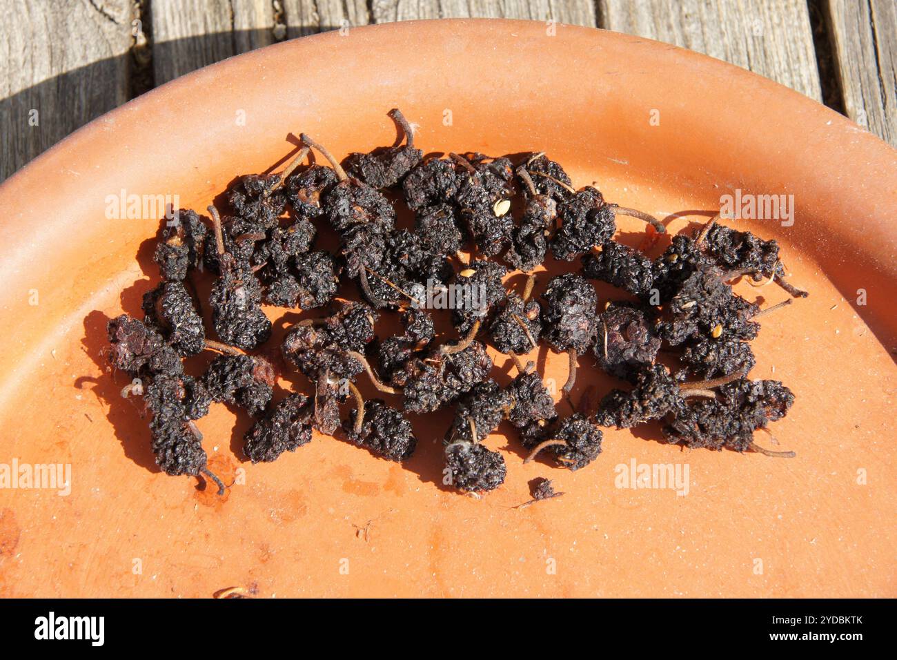 Morus nigra, black mulberry, dried Stock Photo - Alamy