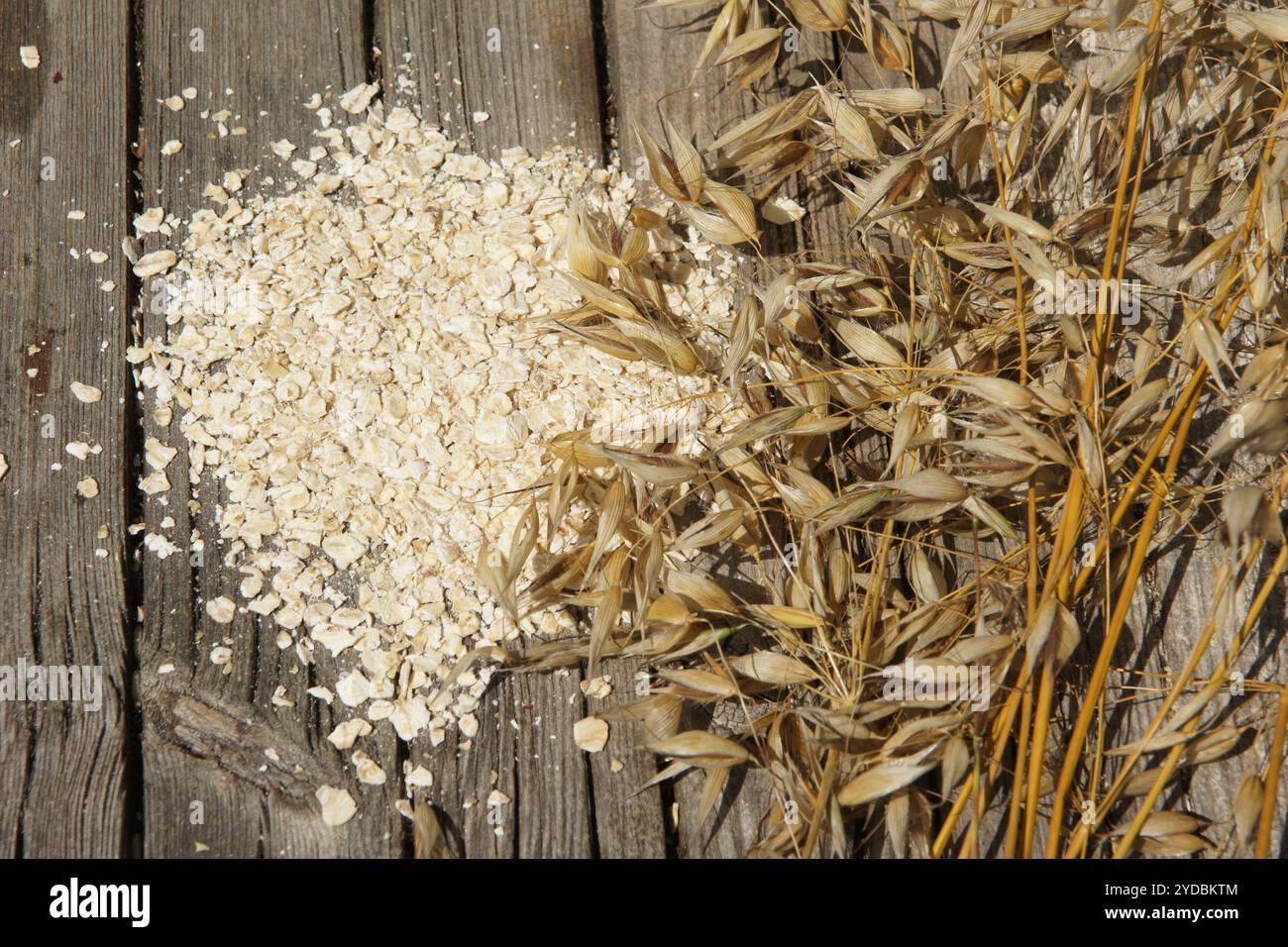 Oat crop avena sativa hi-res stock photography and images - Alamy
