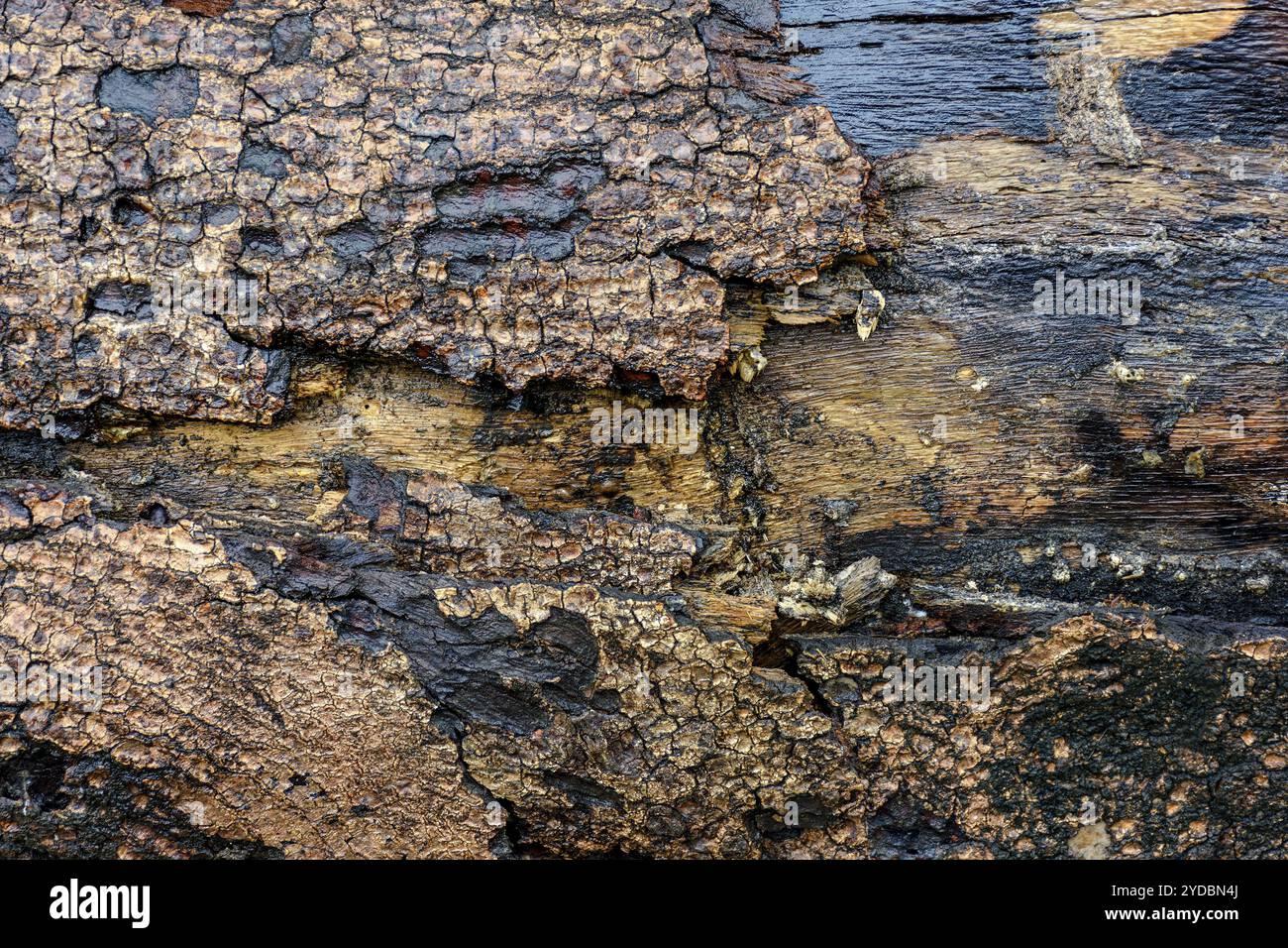 Beautiful wood texture on a tree trunk wet from rain Stock Photo - Alamy