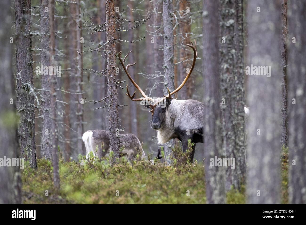 Reindeer (Rangifer tarandus) in the forest, Lapland, Finland, Europe ...