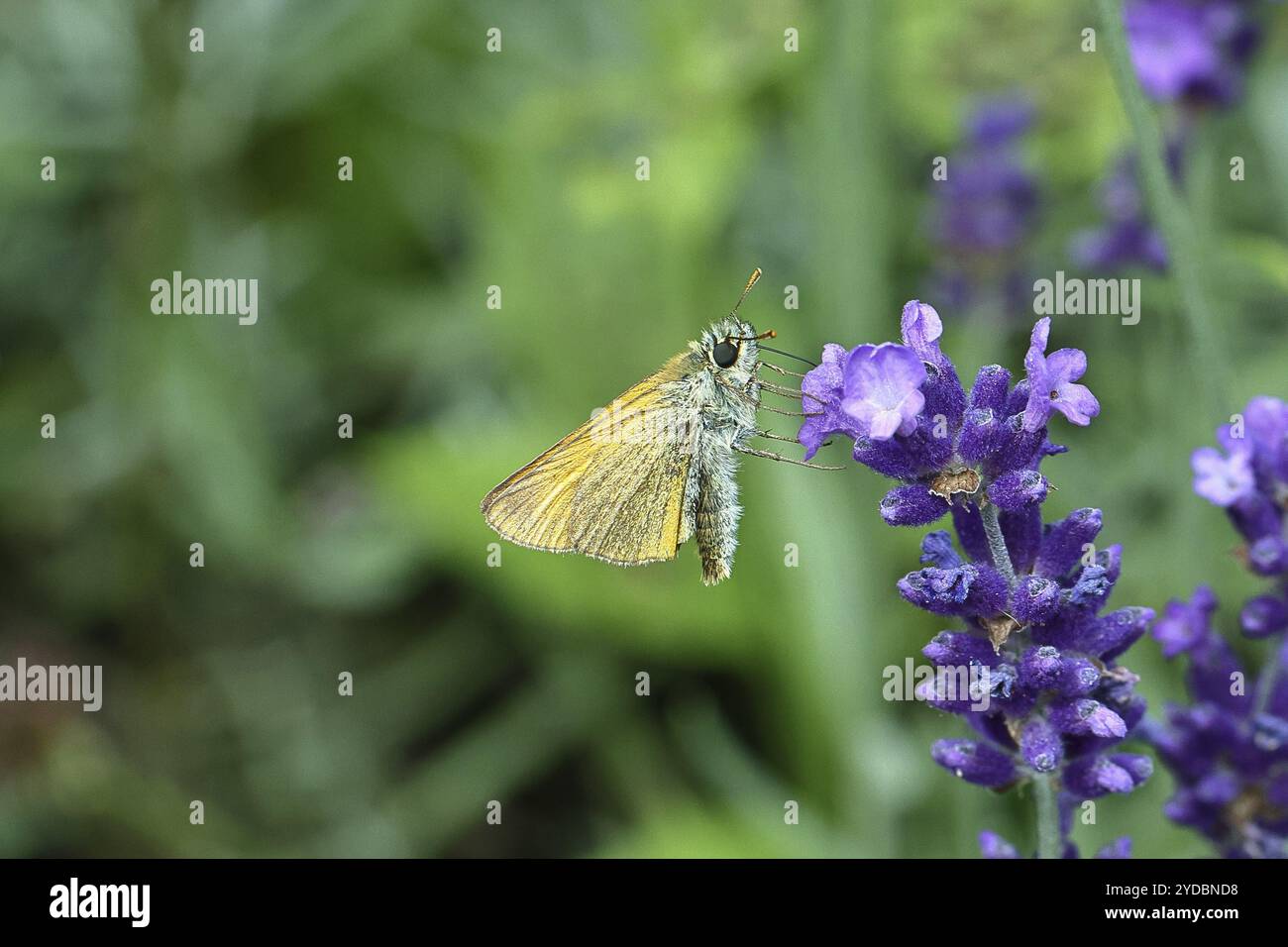 Large skipper (Ochlodes venatus), collecting nectar from a flower of ...