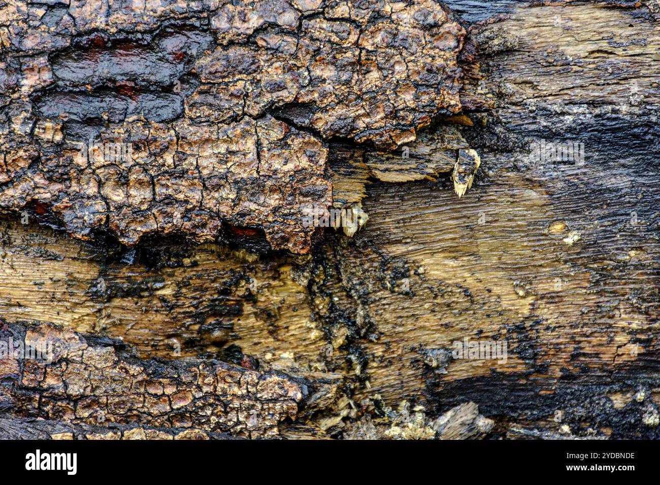 Wood texture on a tree trunk wet from rain Stock Photo - Alamy