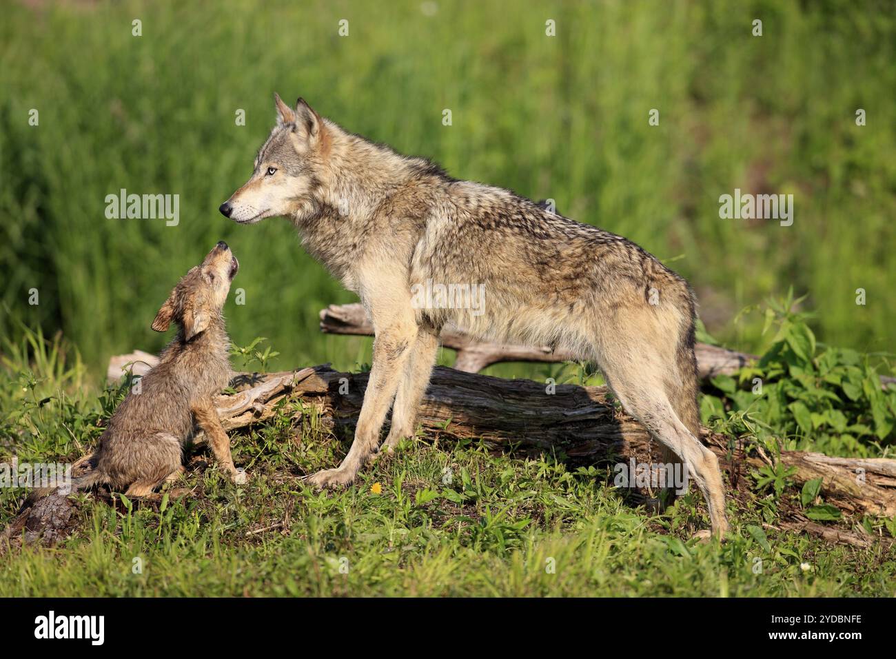 Wolf, (Canis lupus), adult, jumping, rock, stone, Monument Valley, Utah ...