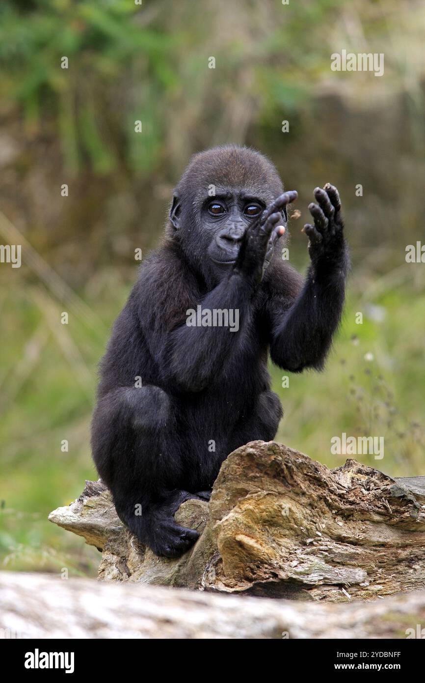 Western gorilla (Gorilla gorilla), young animal, clapping its hands ...