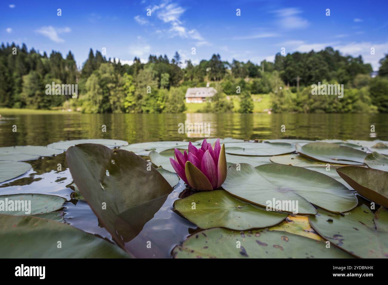 Klosterweiher, Dachsberg, Hotzenwald, Southern Black Forest, Black ...