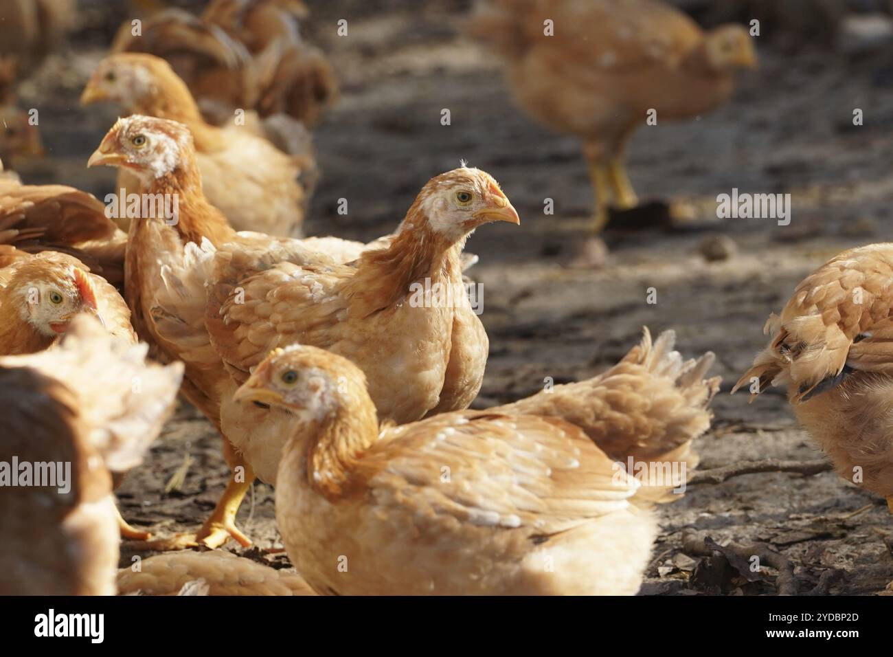 A group of chickens are standing in a field. The chickens are brown and ...