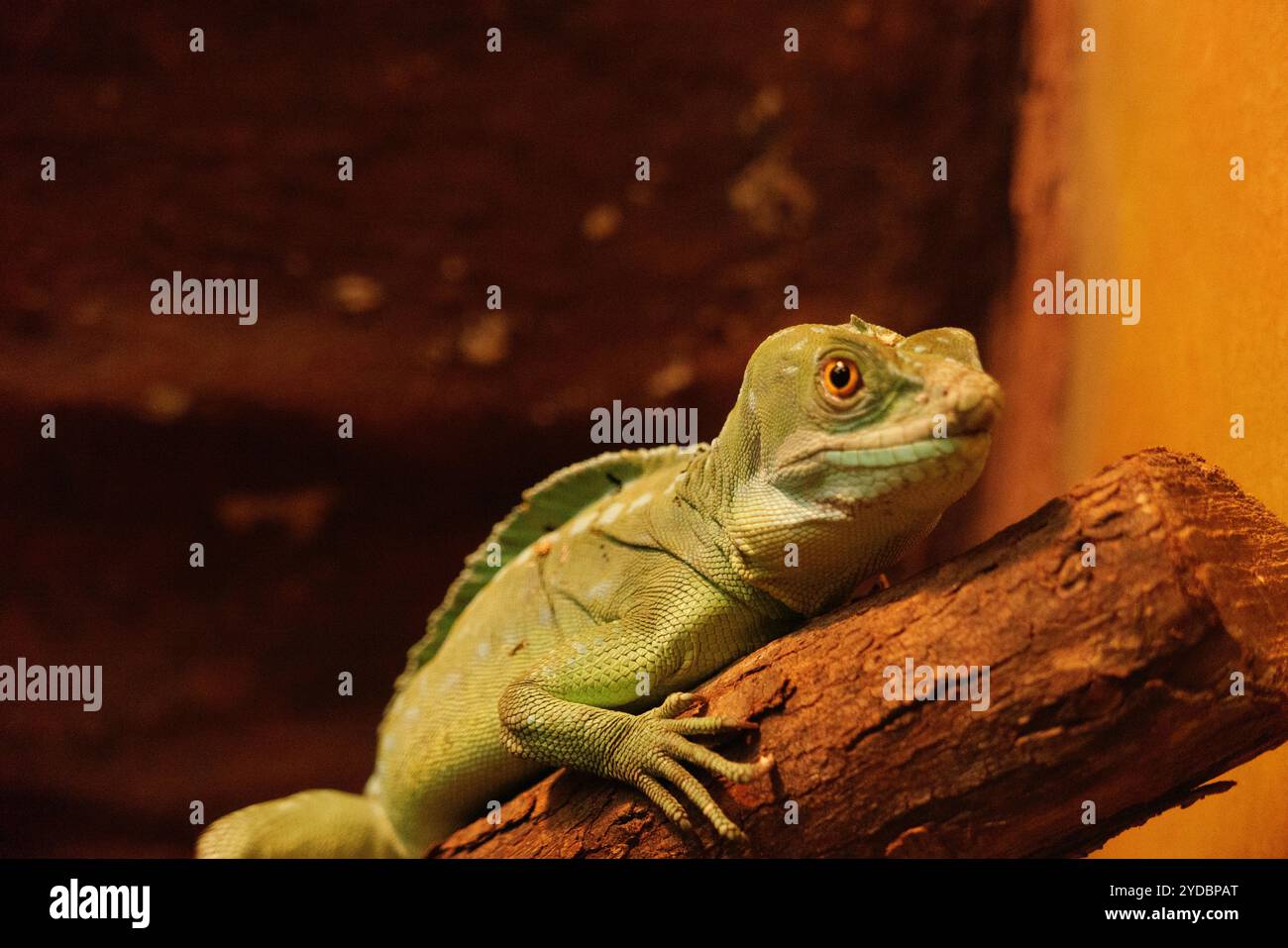 Closeup of a Green Crested Basilisk - Jesus LIzard Stock Photo - Alamy