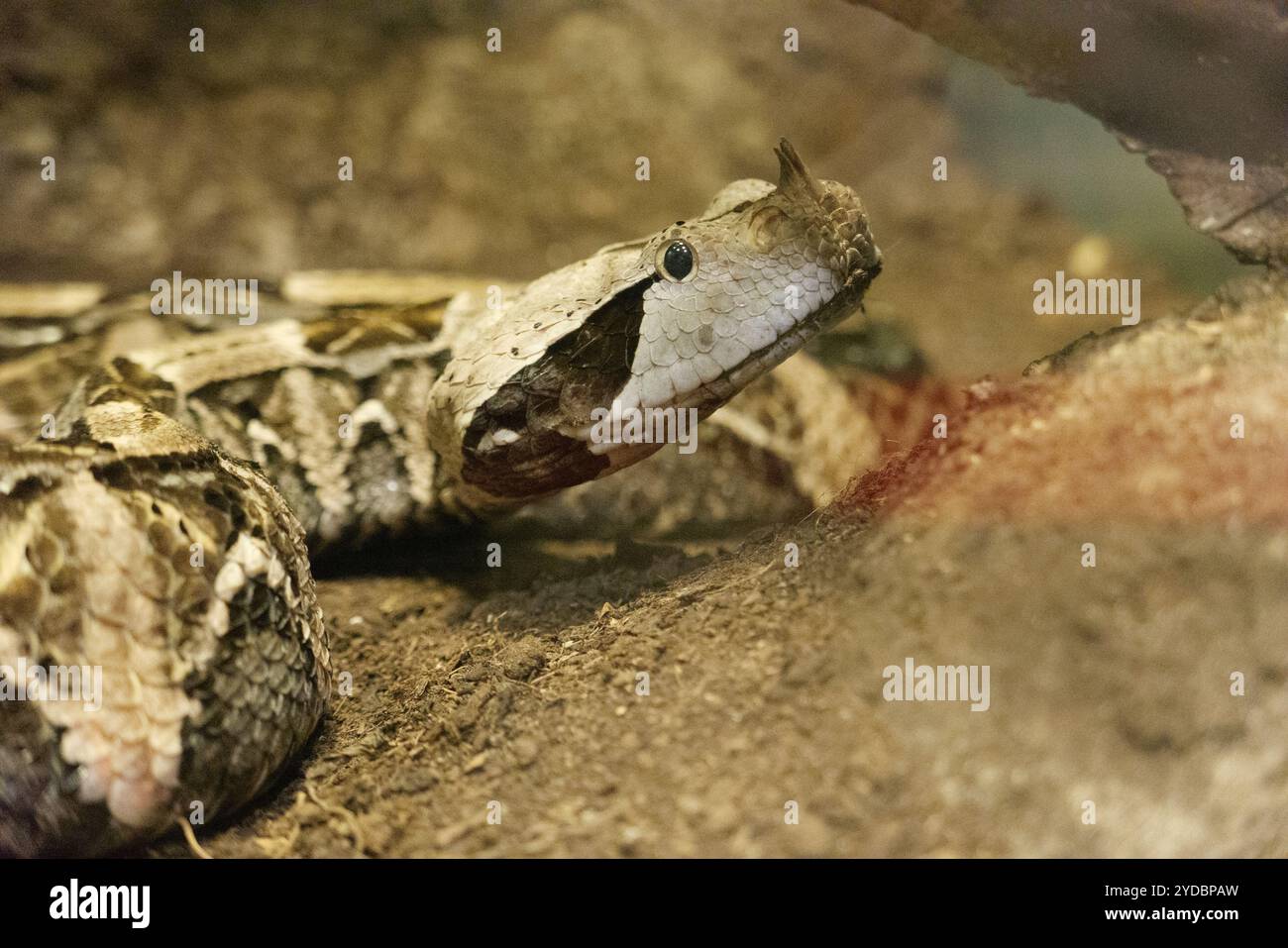 West african gaboon viper hi-res stock photography and images - Alamy