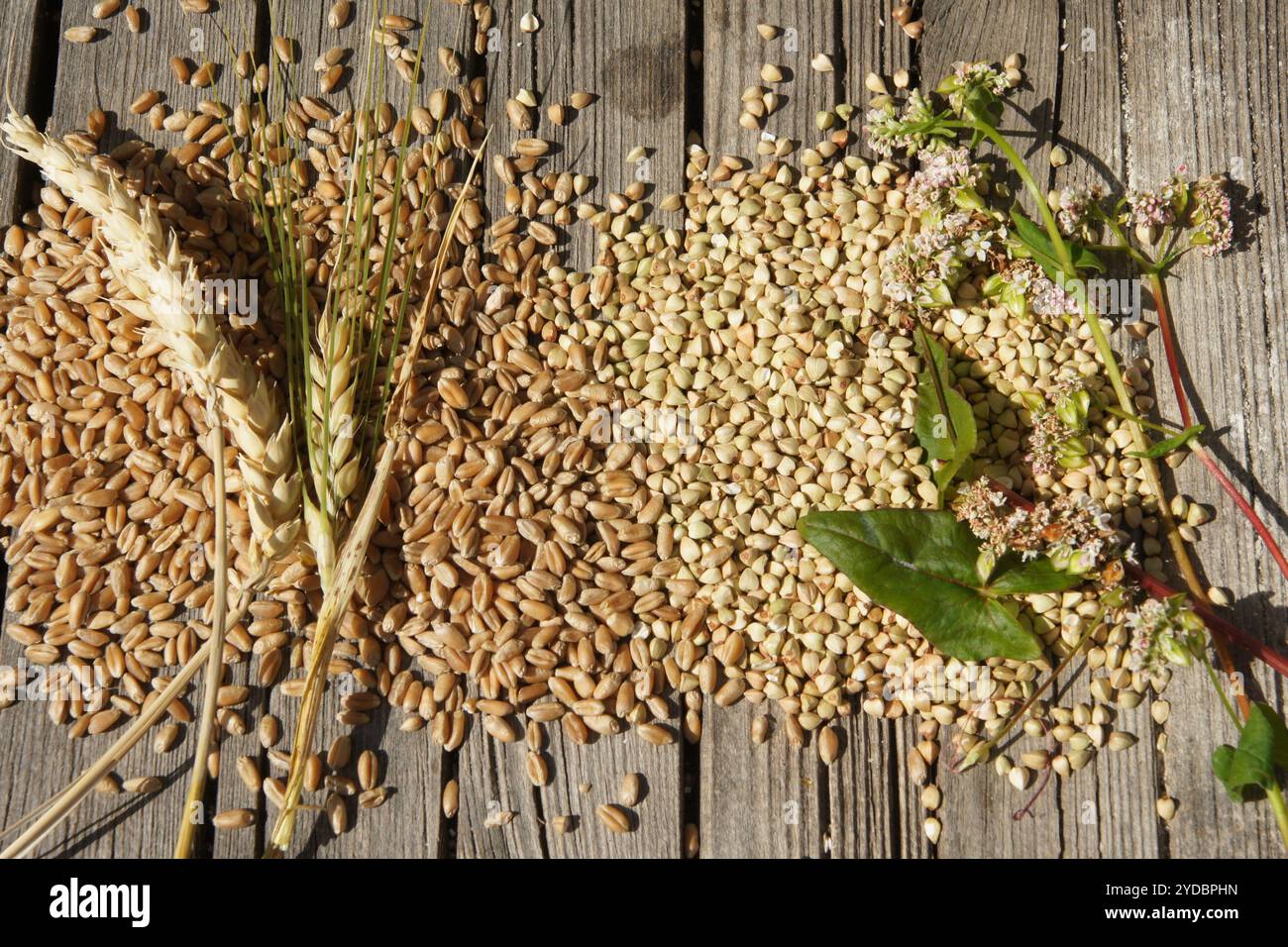 Fagopyrum esculentum buckwheat seed hi-res stock photography and images ...