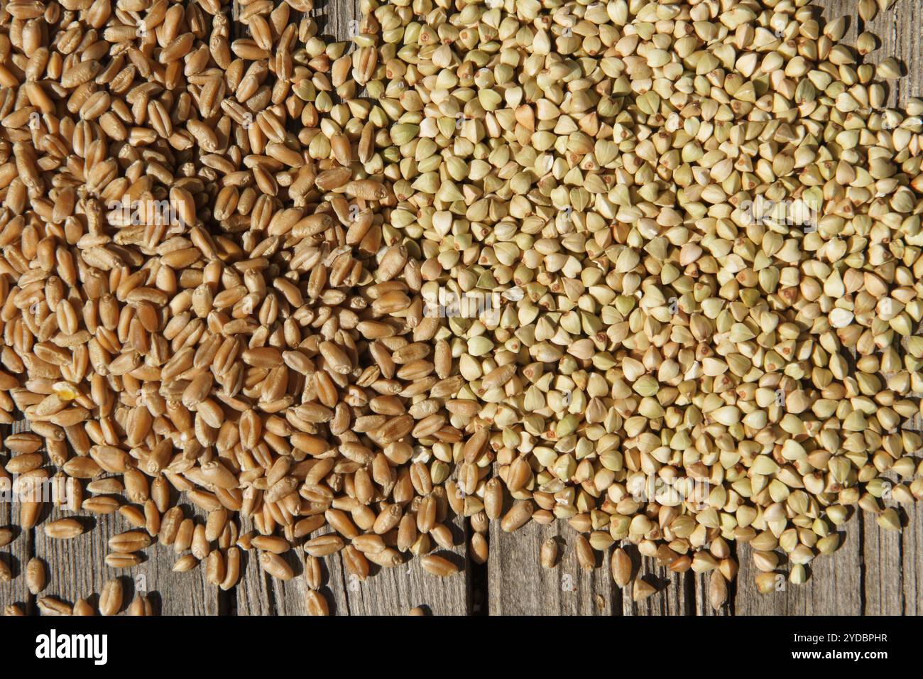 Fagopyrum esculentum buckwheat seed hi-res stock photography and images ...