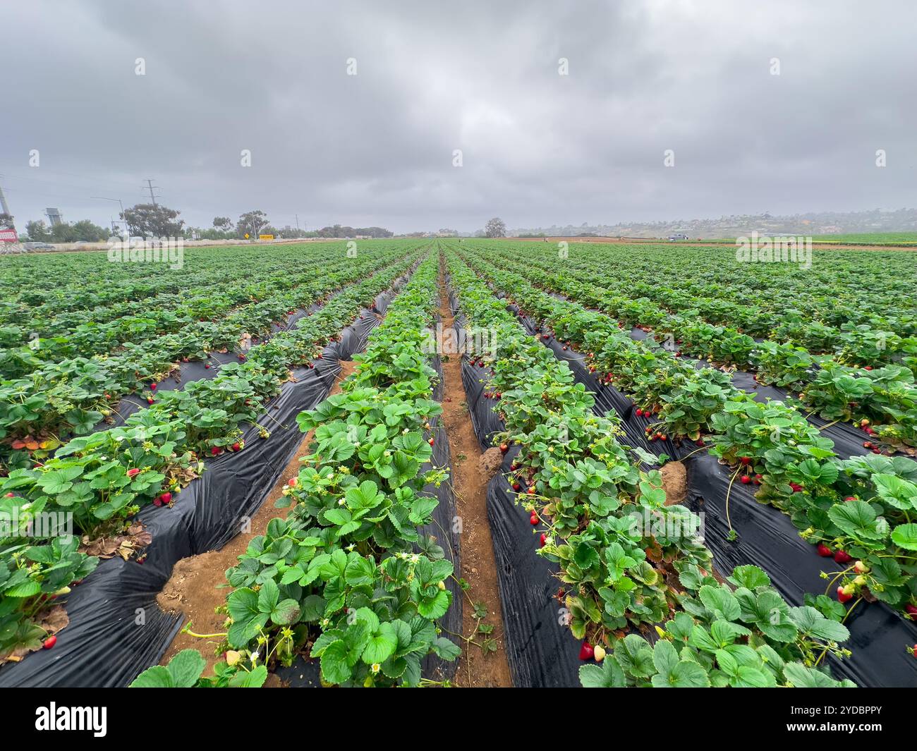 Picking their own fruit hi-res stock photography and images - Alamy