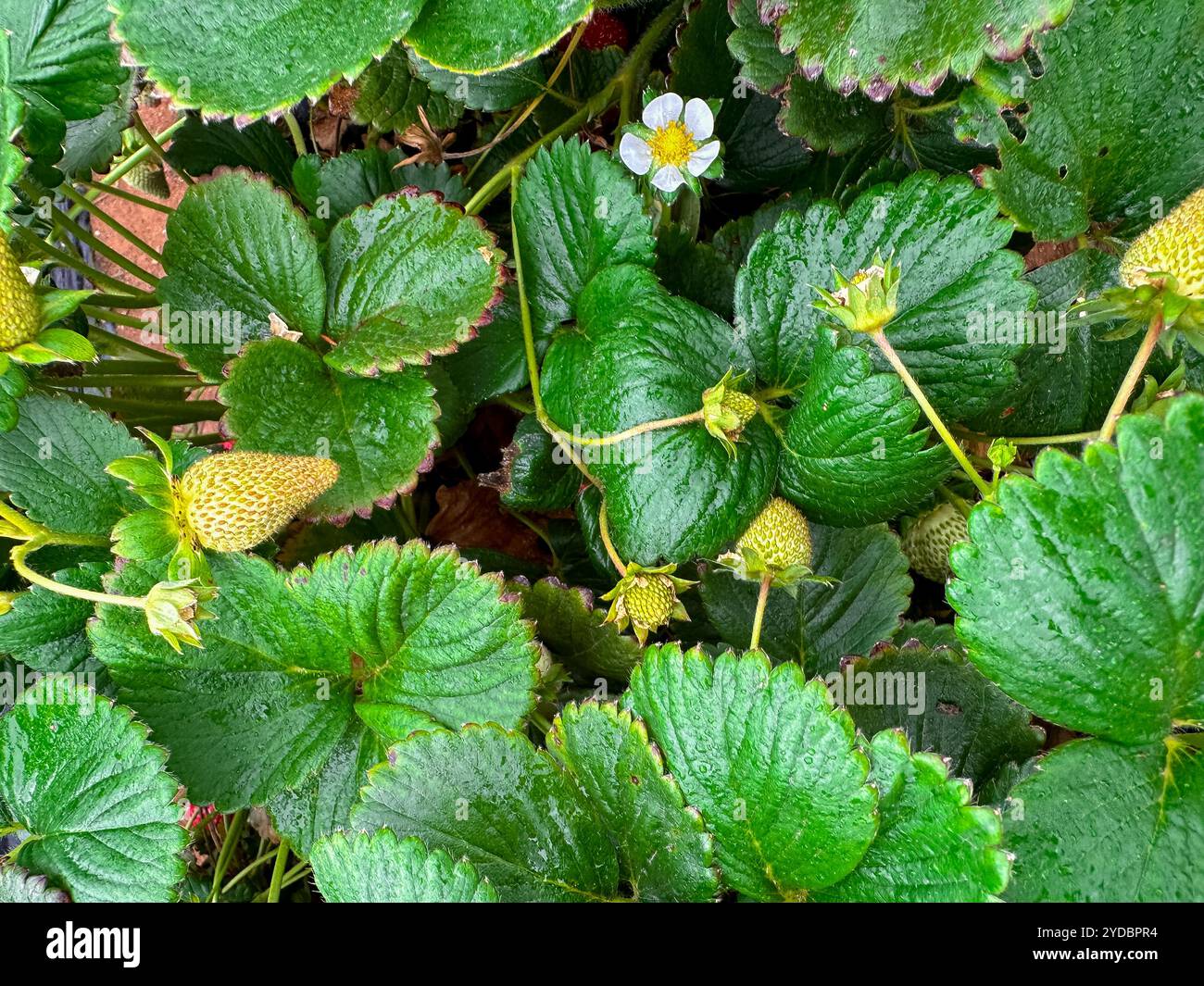 Strawberry picking in strawberry field on fruit farm Stock Photo - Alamy