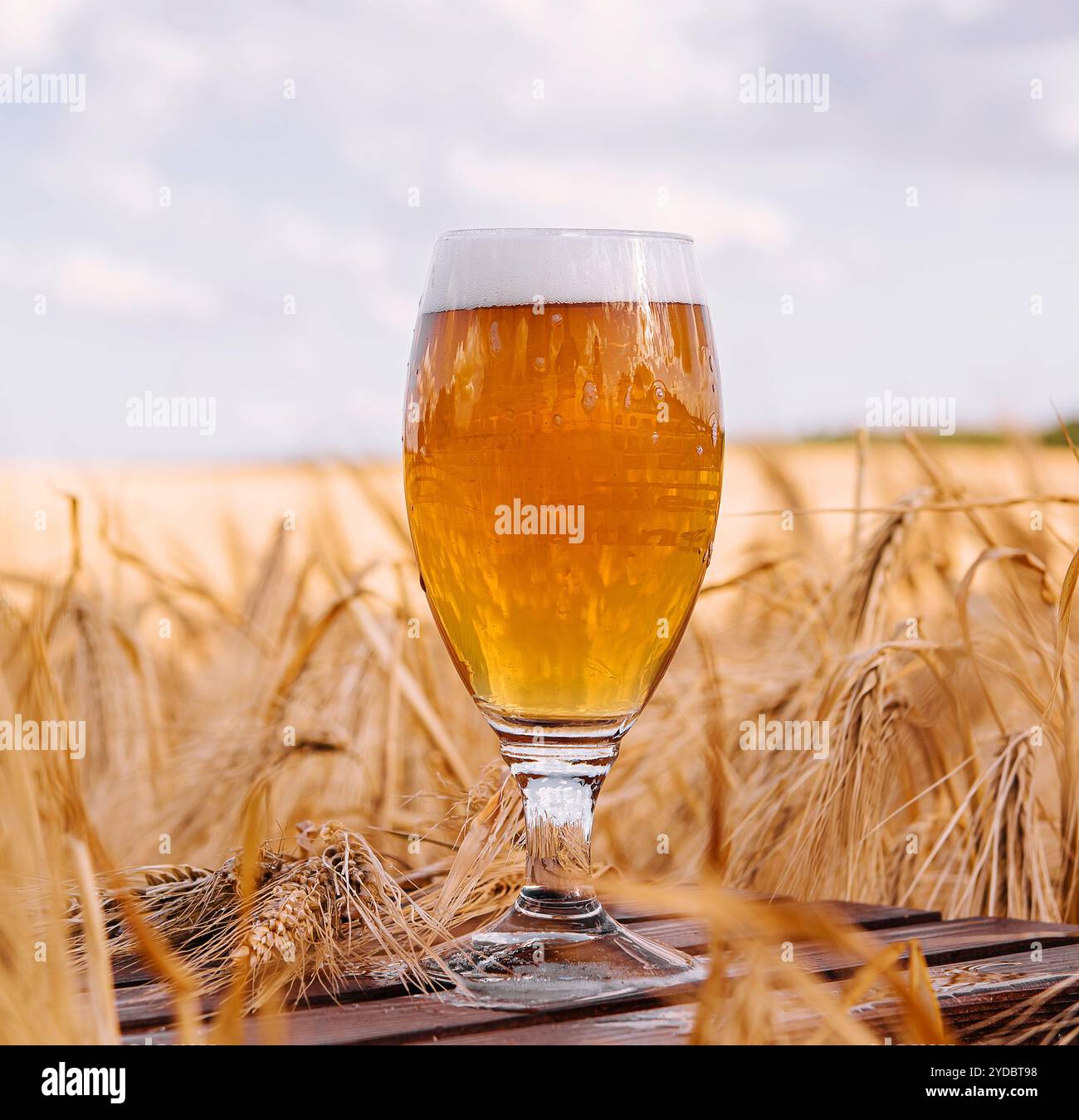 Glass light unfiltered beer hi-res stock photography and images - Alamy