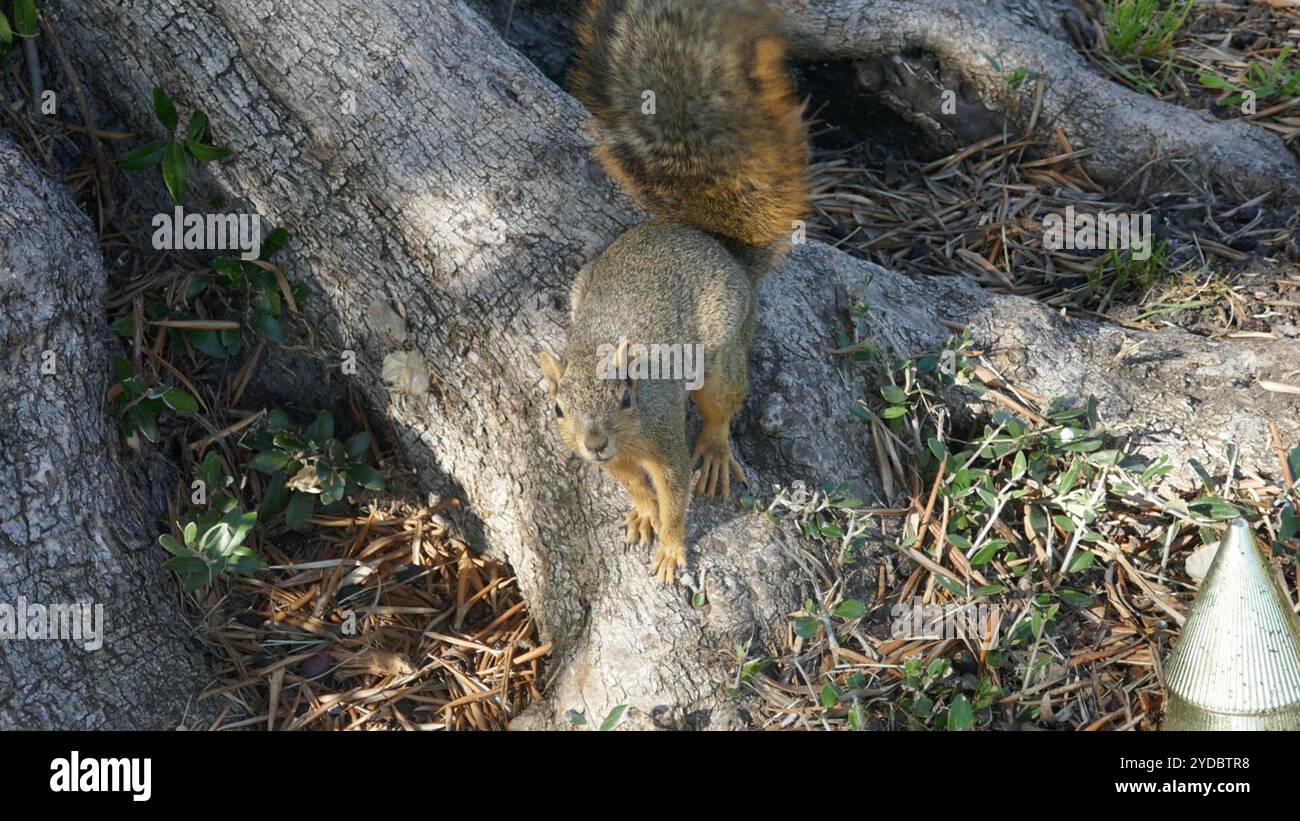 Los Angeles, California USA 25th October 2024 Squirrel during Dia de ...