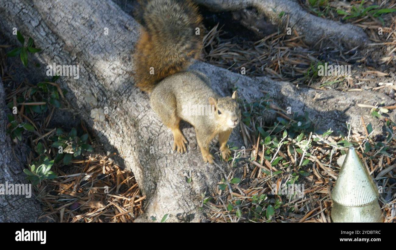 Los Angeles, California USA 25th October 2024 Squirrel during Dia de ...