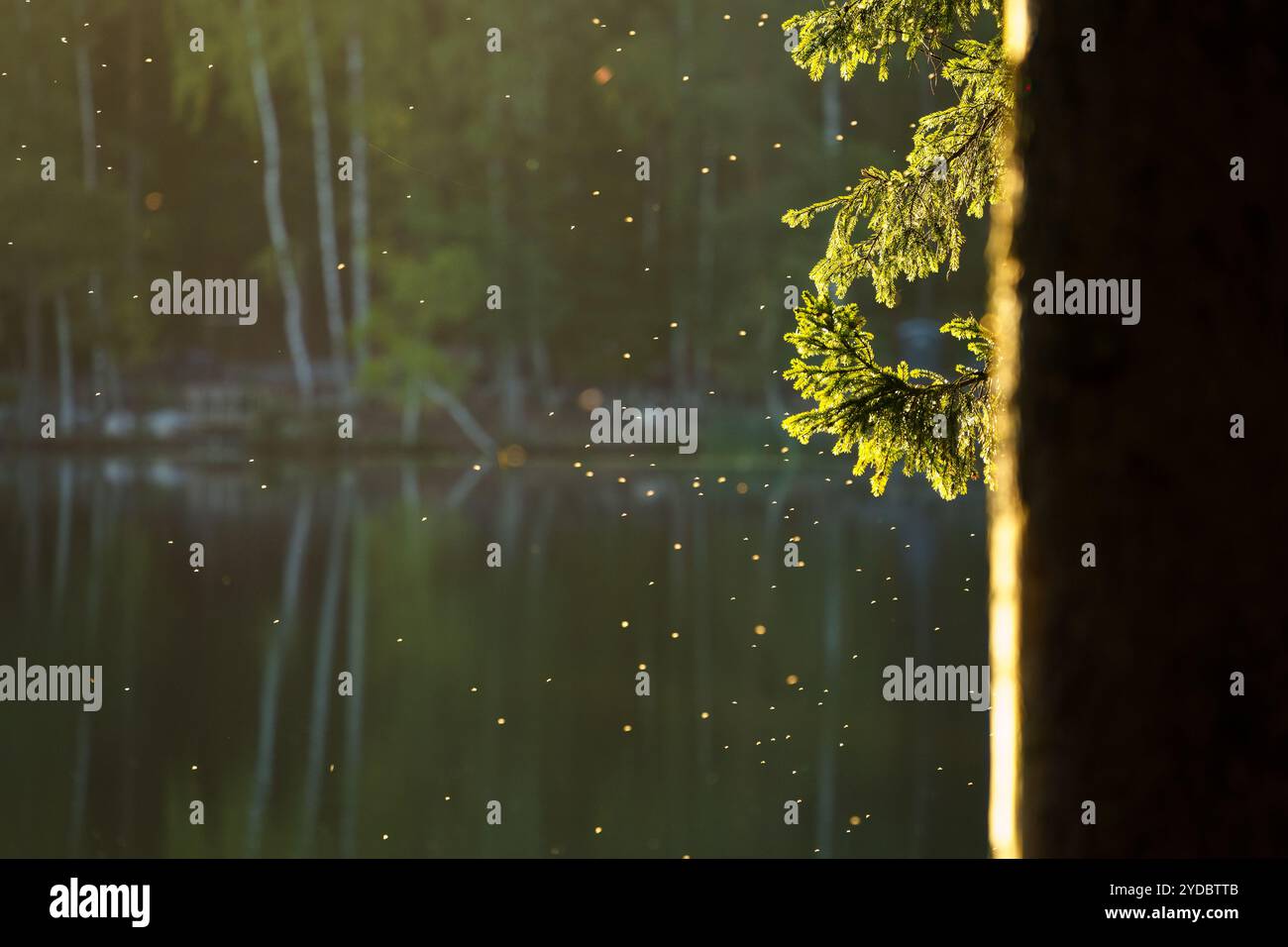 Flying around trees hi-res stock photography and images - Alamy