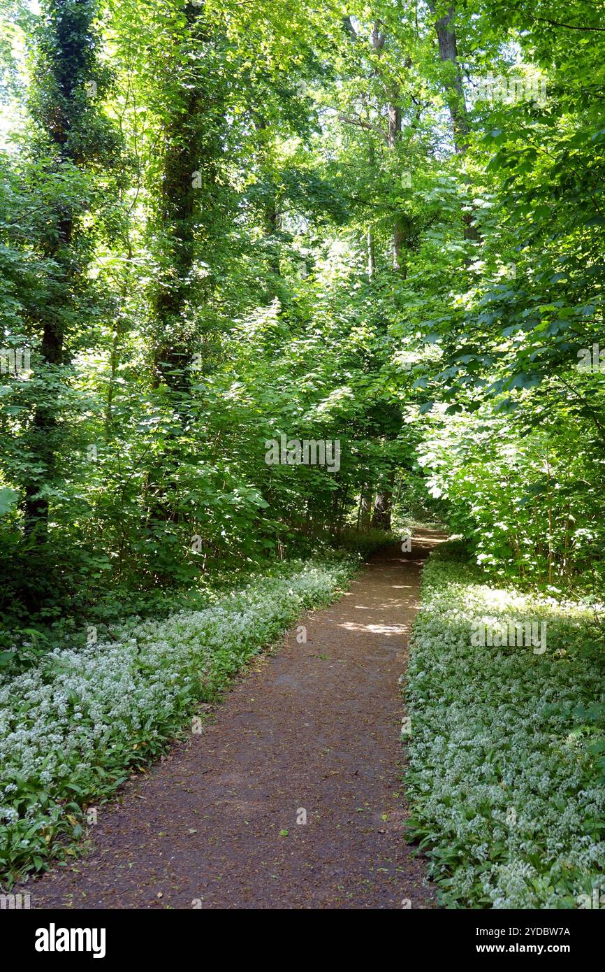Forest path with wild garlic near Frankfurt Stock Photo - Alamy
