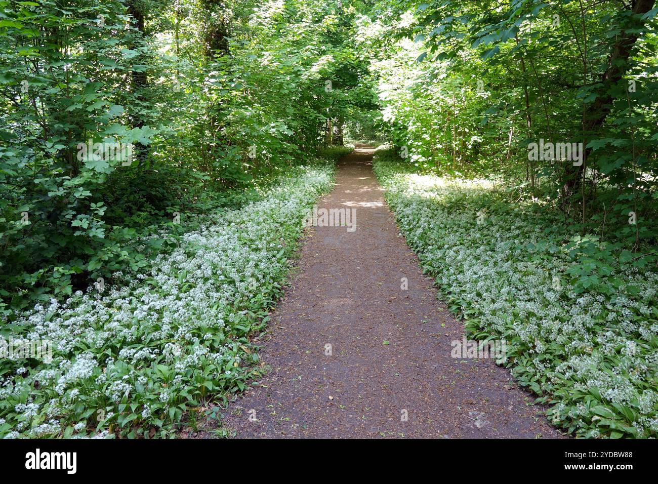 Forest path with wild garlic near Frankfurt Stock Photo - Alamy