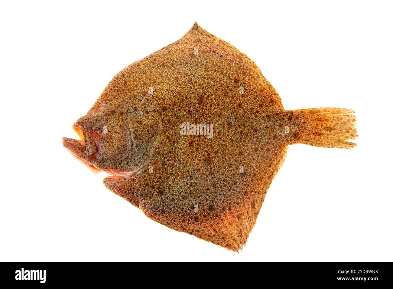 The flounder isolated on a white background Stock Photo - Alamy