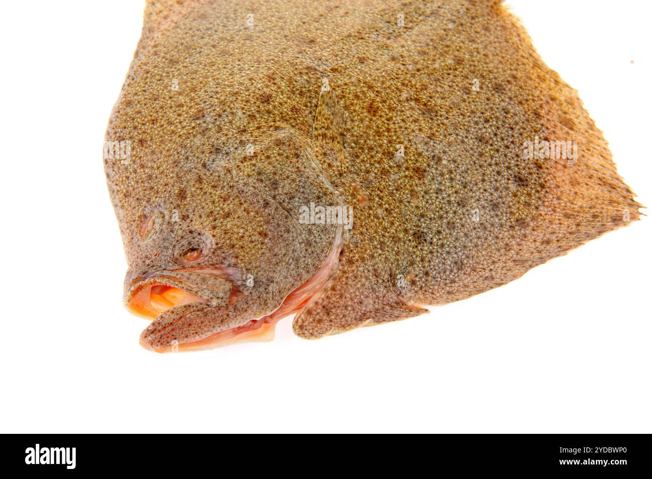 The flounder isolated on a white background Stock Photo - Alamy