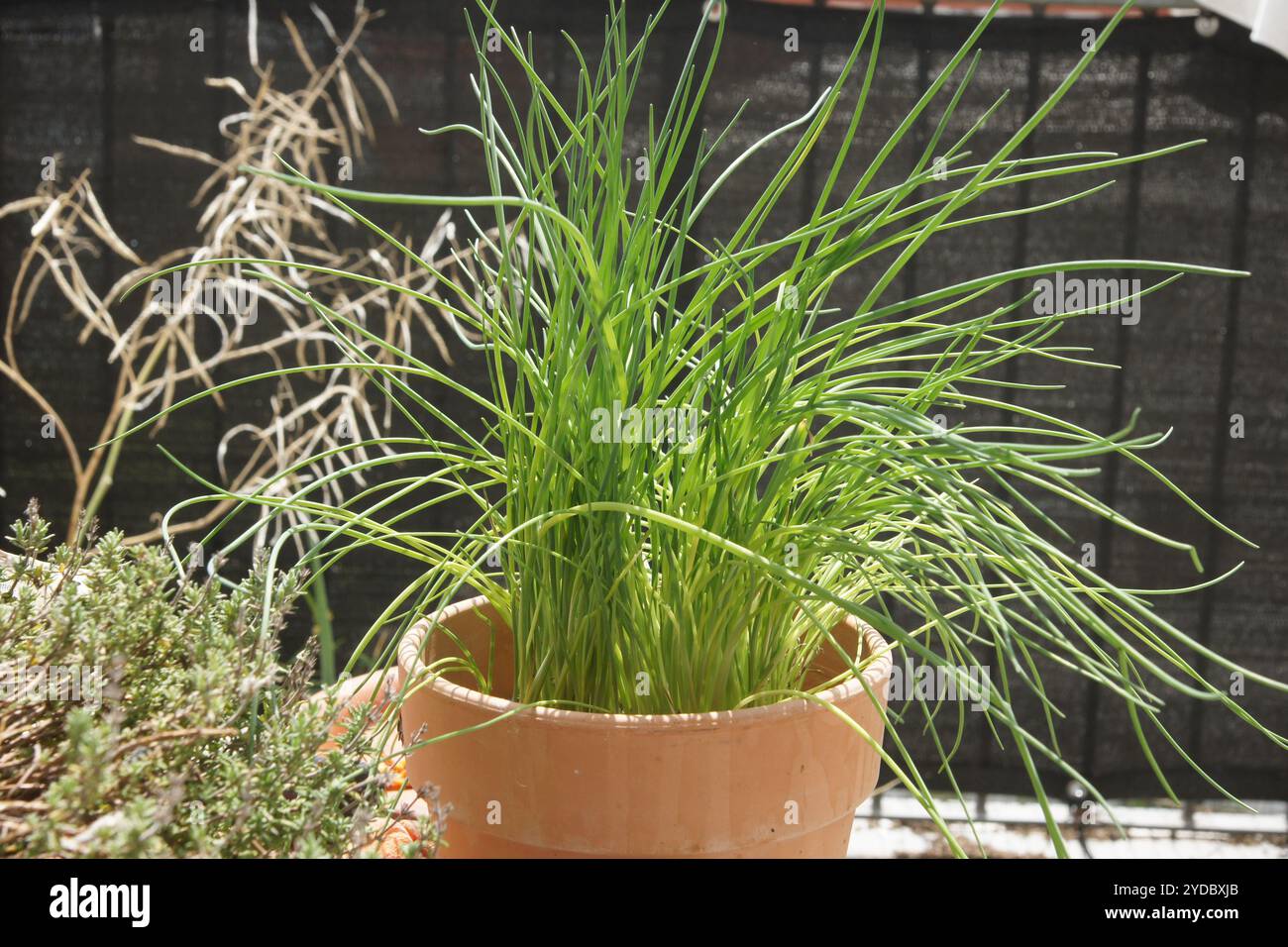 Chive pot plant hi-res stock photography and images - Alamy