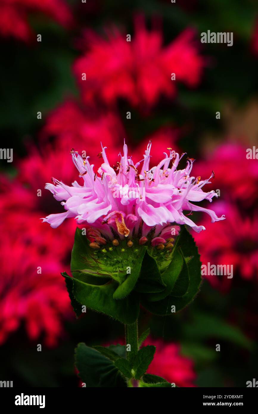 Indian nettle cambridge scarlet hi-res stock photography and images - Alamy