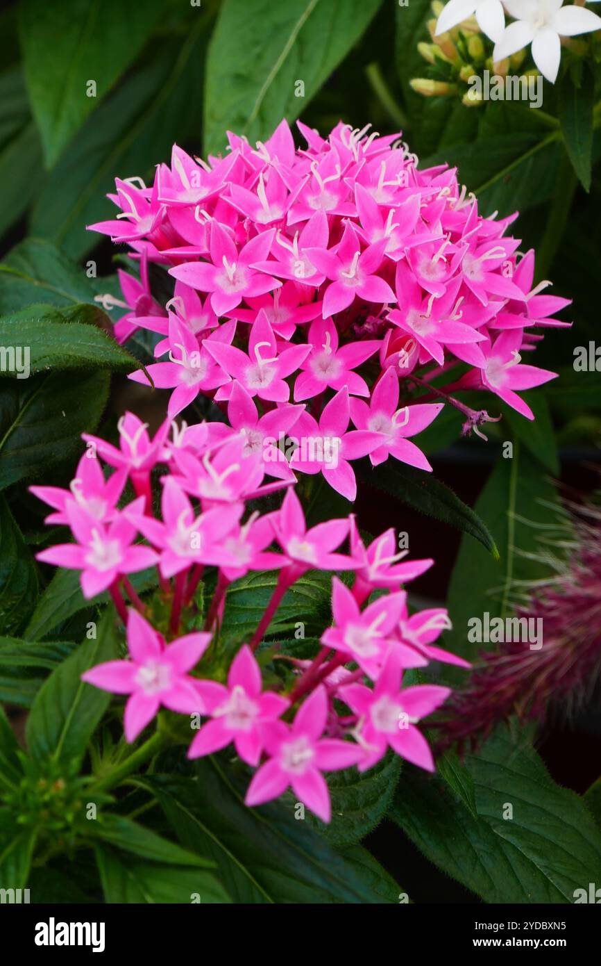 Number five flowers hi-res stock photography and images - Alamy