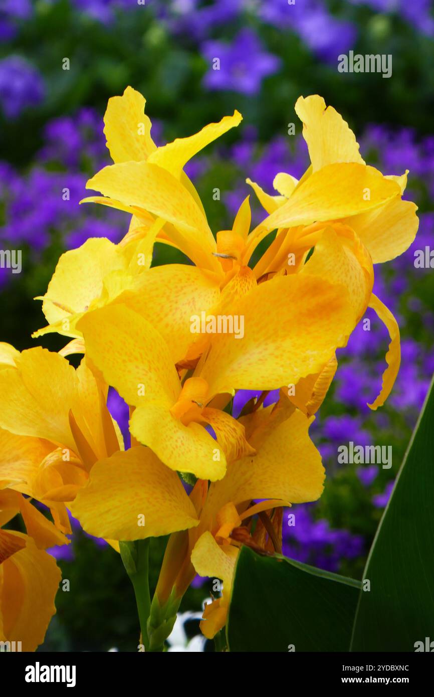 Canna family hi-res stock photography and images - Alamy