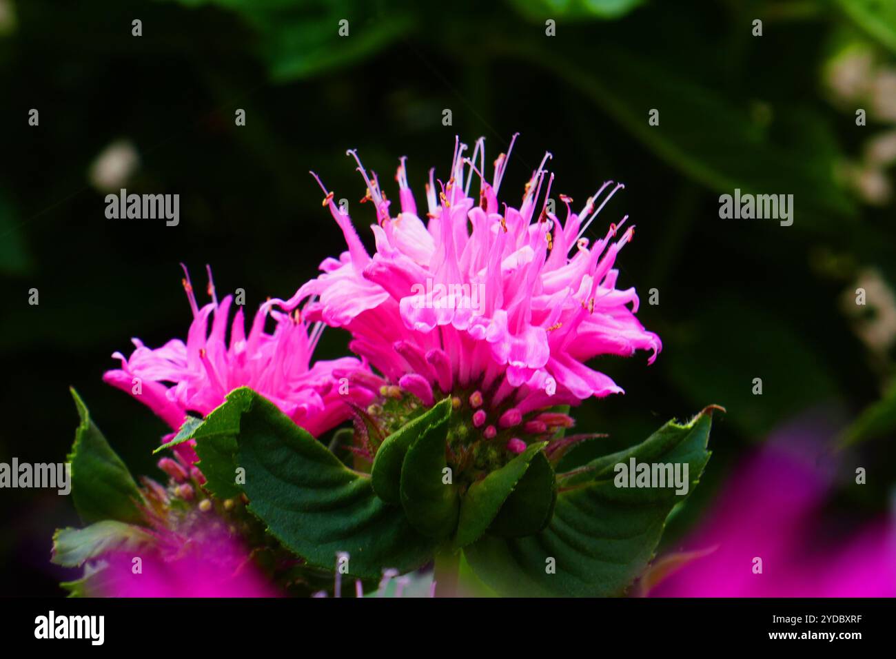 Indianernessel cambridge scarlet hi-res stock photography and images ...