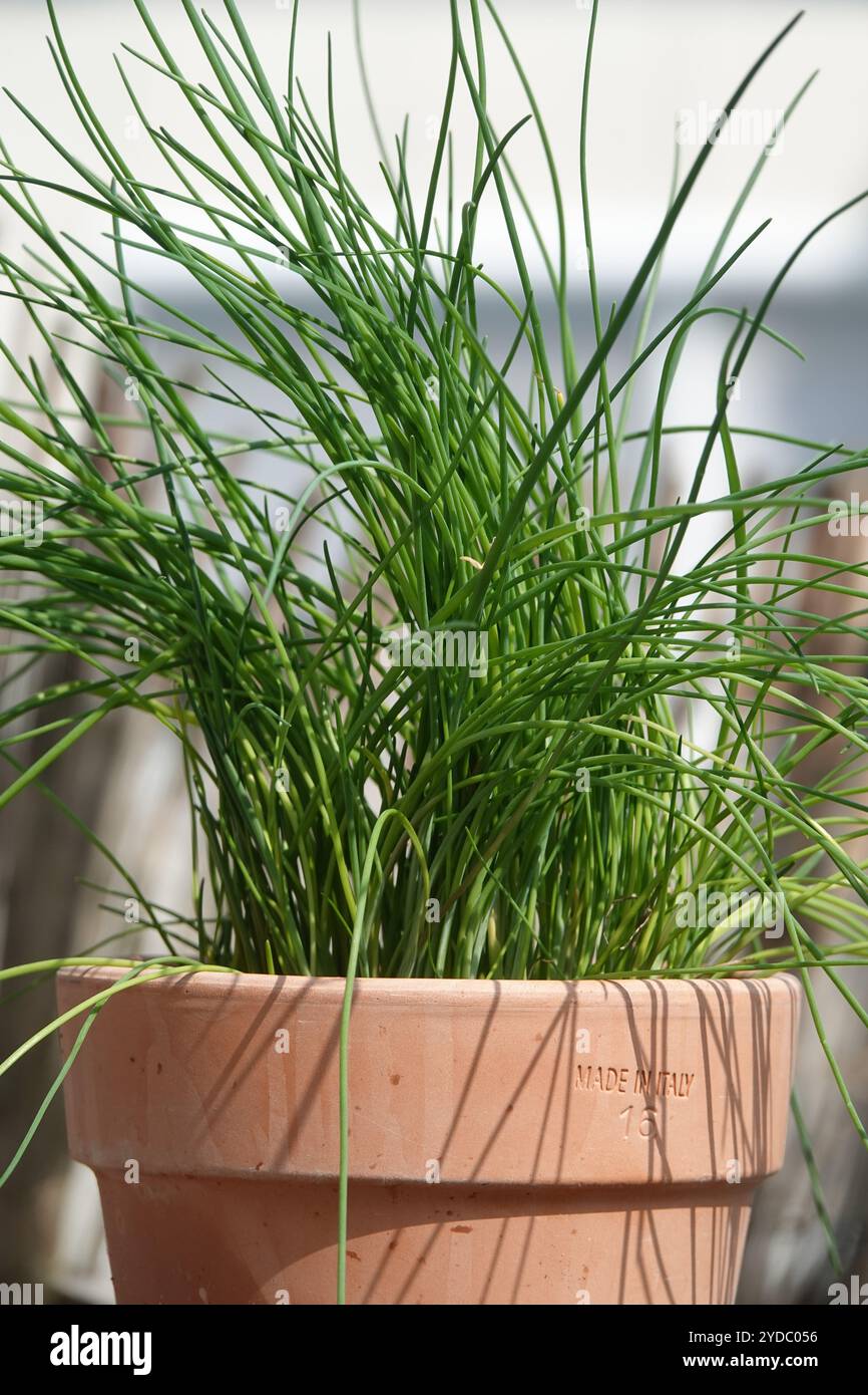 Flowering chive in pot hi-res stock photography and images - Alamy