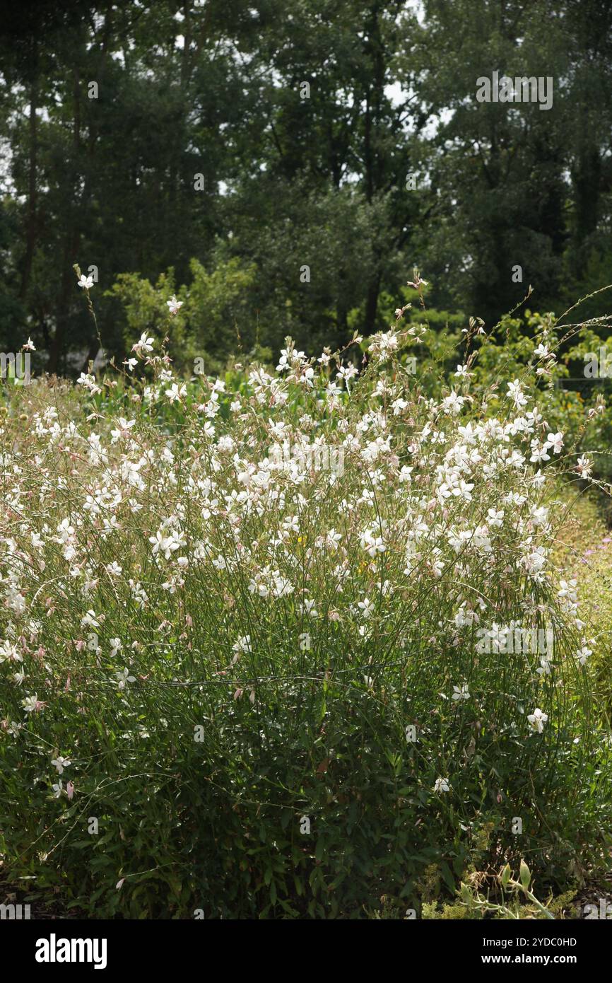 Gaura lindheimeri, White gaura Stock Photo - Alamy